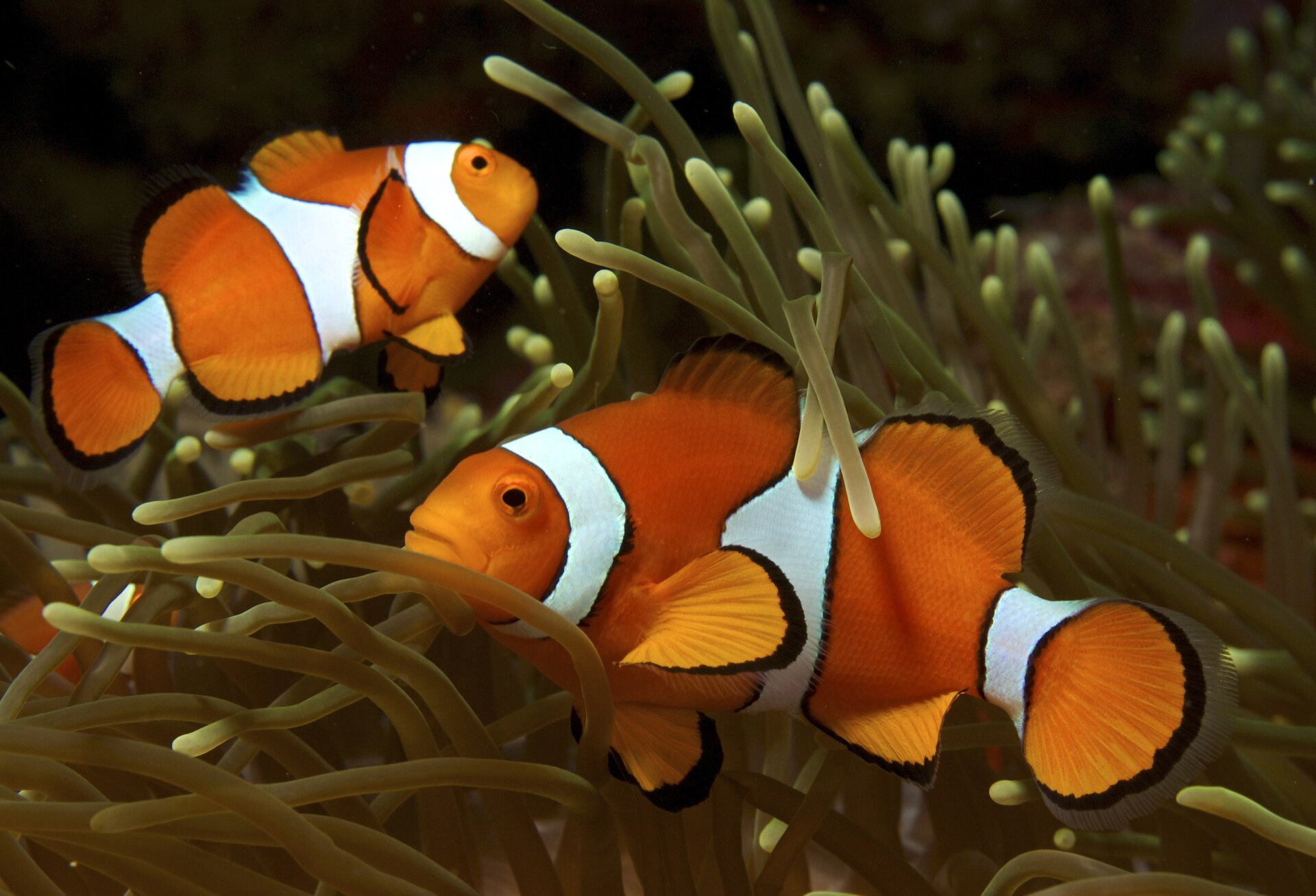 The Symbiotic Relationships of Anemones | Shape of Life