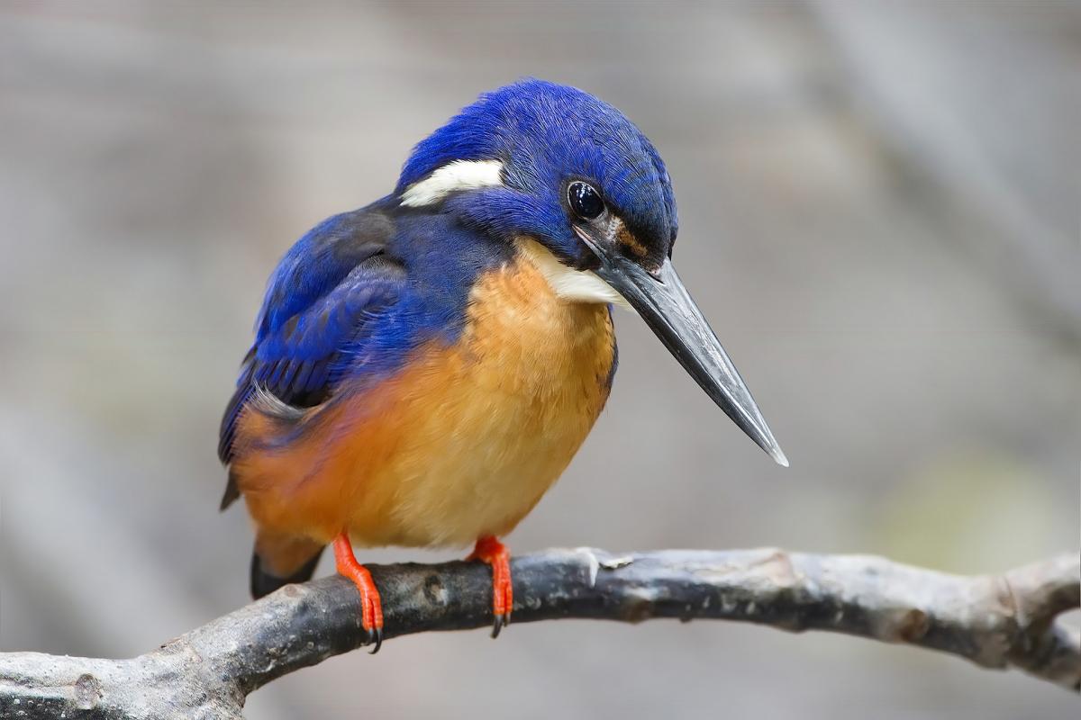 Biomimicry | the Shape of Life | The Story of the Animal Kingdom