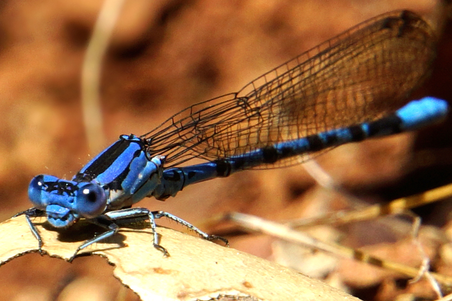 Terrestrial Arthropod Adaptations Engineering Design The Shape Of Life The Story Of The