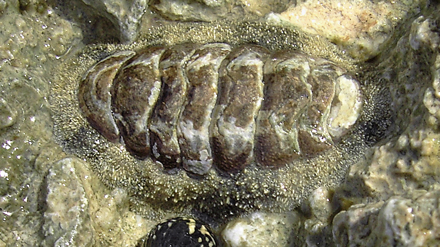 Chiton | the Shape of Life | The Story of the Animal Kingdom