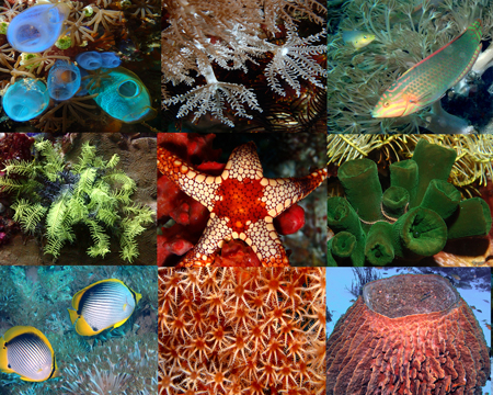 Coral Reef Animals List
