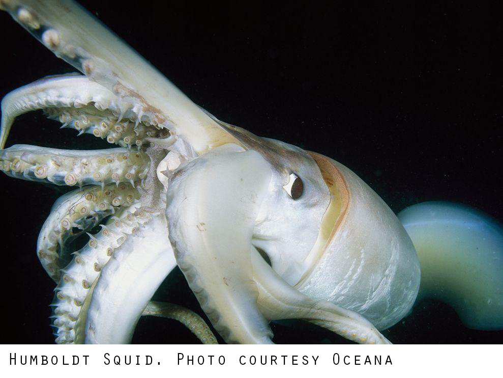 Cuttlefish Cephalopod