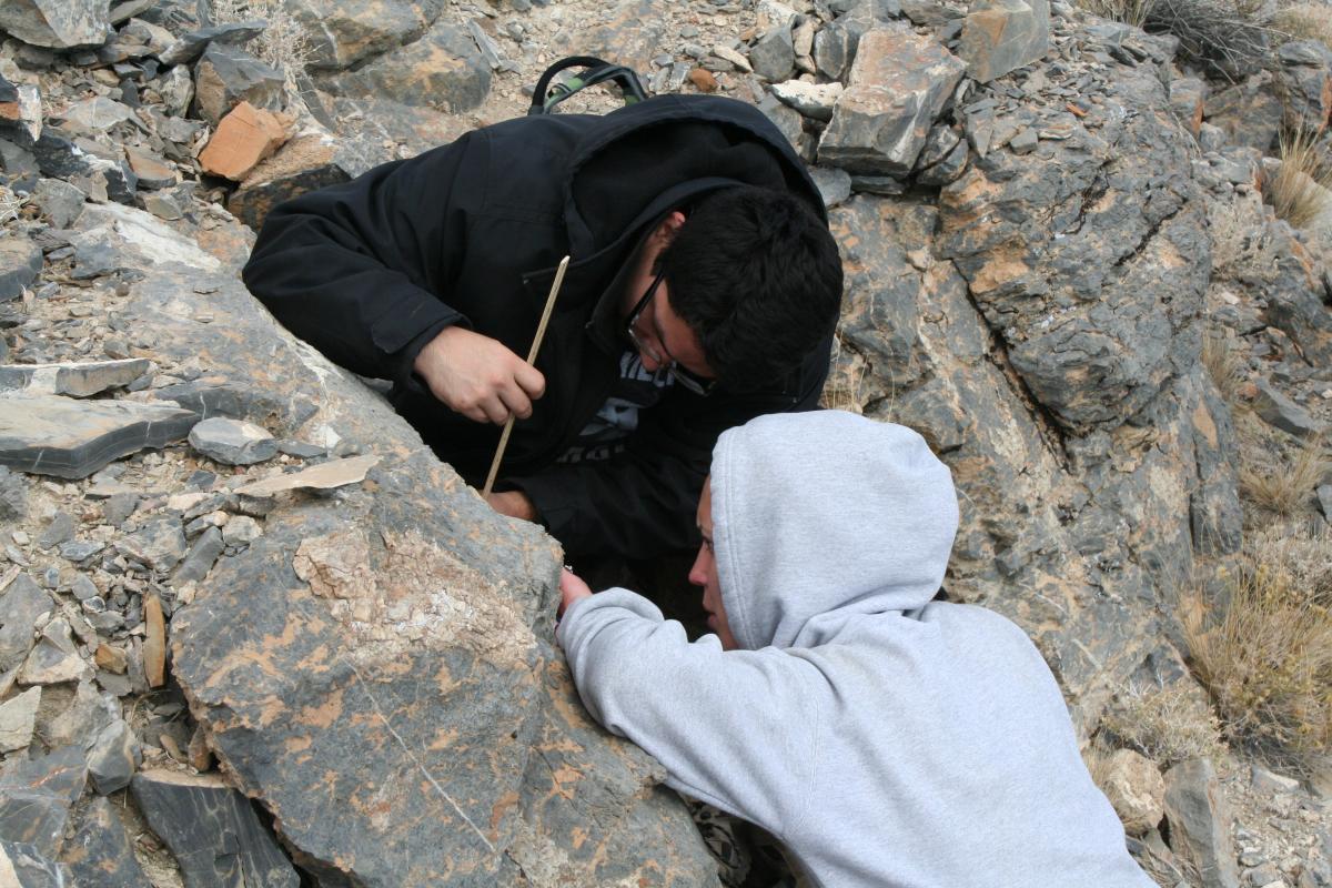 Matthew Clapham | the Shape of Life | The Story of the Animal Kingdom