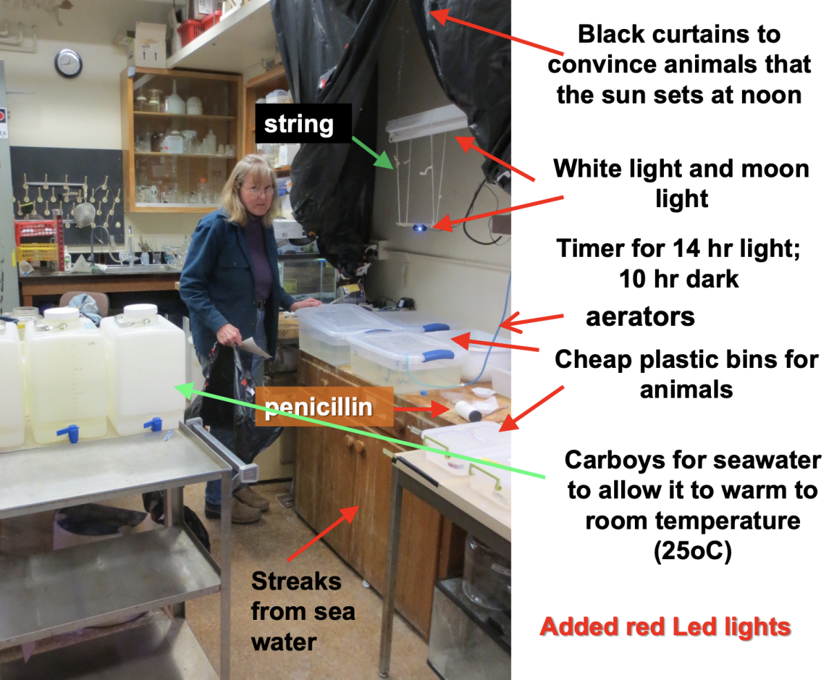 the Shape of Life | The Story of the Animal Kingdom