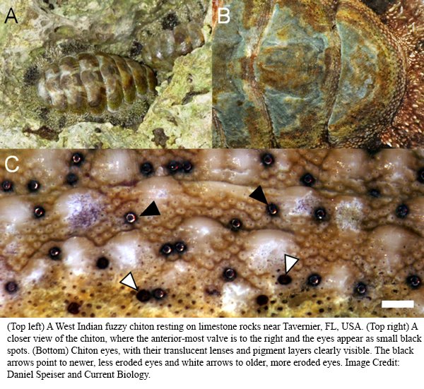 Chiton | the Shape of Life | The Story of the Animal Kingdom