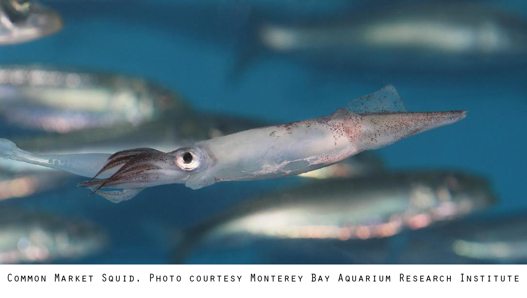 Biomimicry | the Shape of Life | The Story of the Animal Kingdom