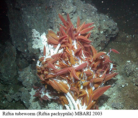 The Extreme Hydrothermal Vent Worm | the Shape of Life | The Story of ...