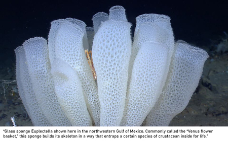 The UN-fragile Glass Sponge | the Shape of Life | The Story of the ...