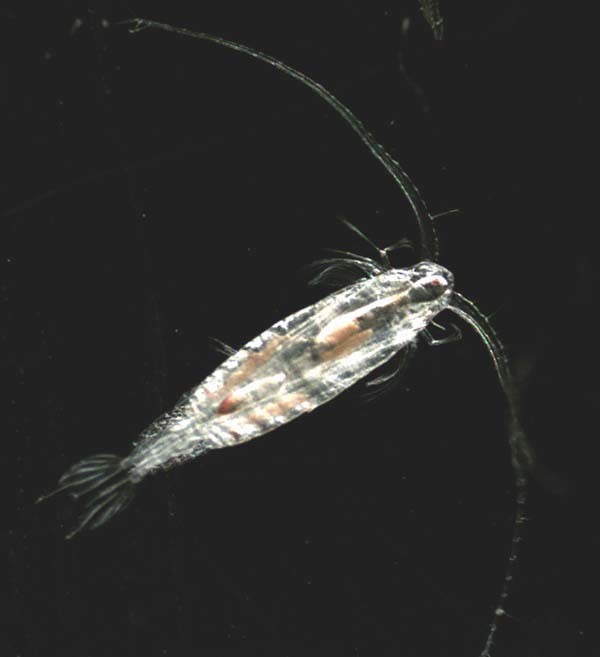 Arctic Zooplankton