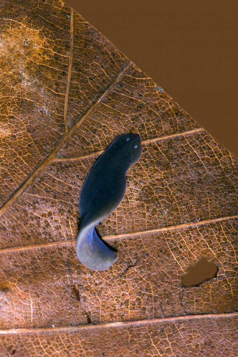 Planarians | the Shape of Life | The Story of the Animal Kingdom