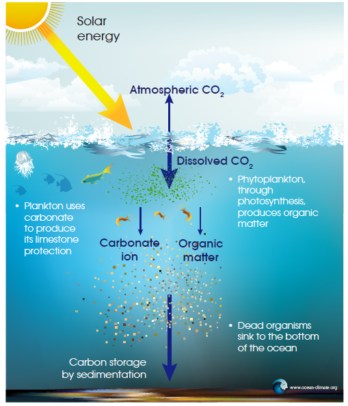 Carbon and the Ocean | the Shape of Life | The Story of the Animal Kingdom