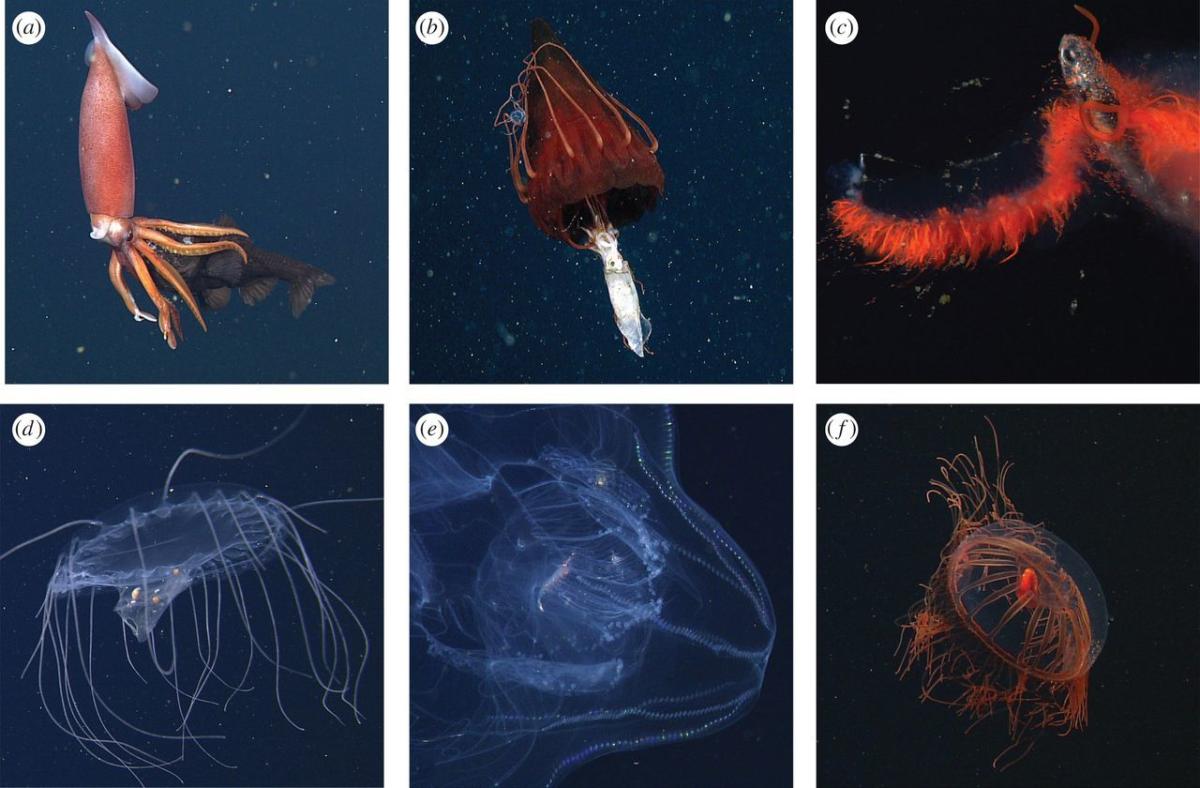 the Shape of Life | The Story of the Animal Kingdom