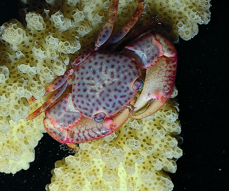 Marine Arthropod Adaptations + Engineering Design | the Shape of Life ...