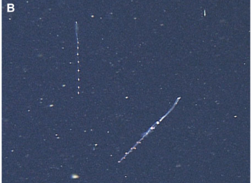 The Swordtail Squid (Chiroteuthis) | the Shape of Life | The Story of ...