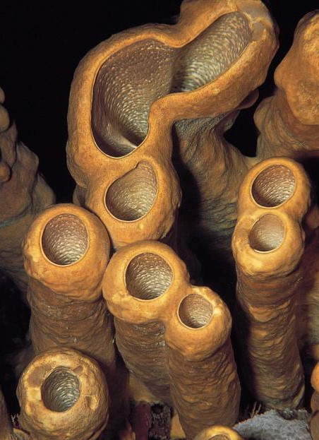 Sponges: Origins - for ONLINE LEARNING | the Shape of Life | The Story ...