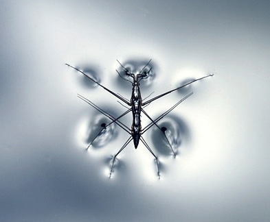 Water Strider | the Shape of Life | The Story of the Animal Kingdom