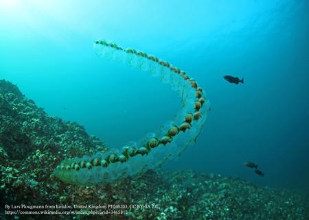 Can Salps Save Our Planet? | Shape of Life