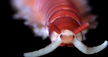 Clam Worm | Shape of Life