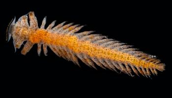 Clam Worm | Shape of Life