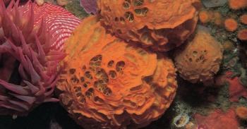 Sponges: Origins | Shape of Life